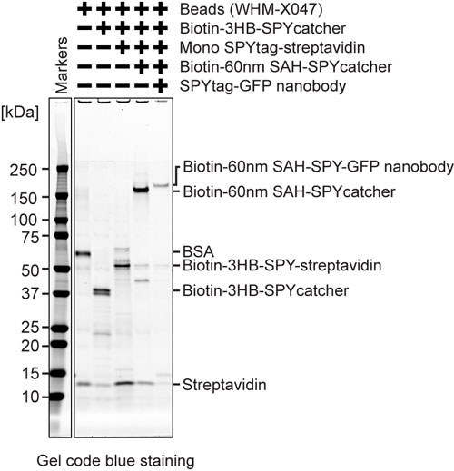 5: MagIC-cryo-EM Beads Quality Assessment