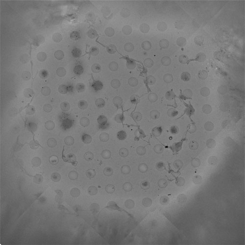 7: MagIC-cryo-EM Data Collection