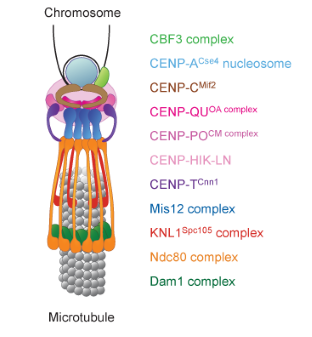Kinetochores Are