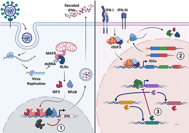 Antiviral Response
