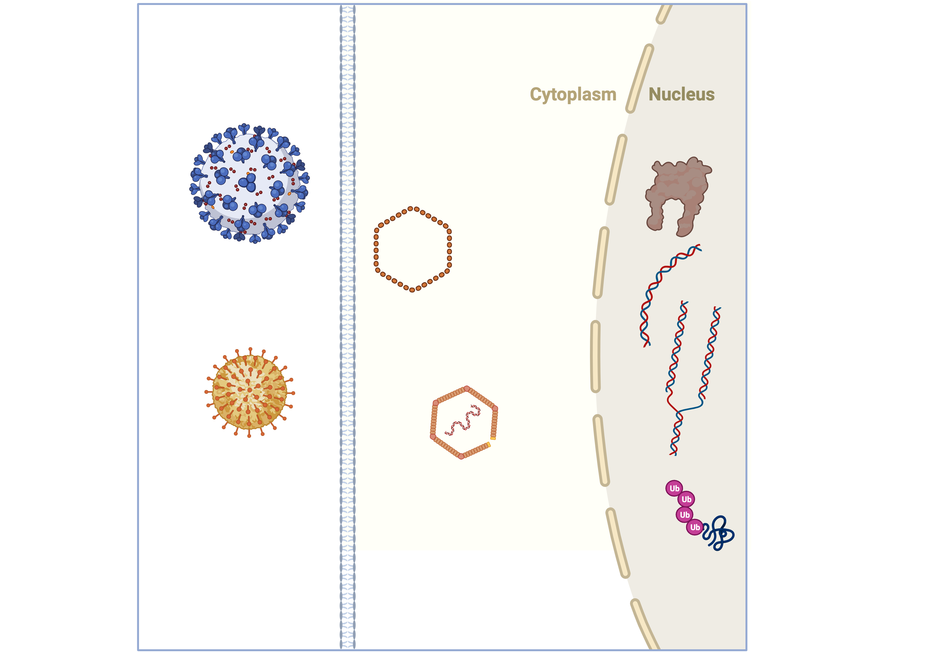 host virus interactions
