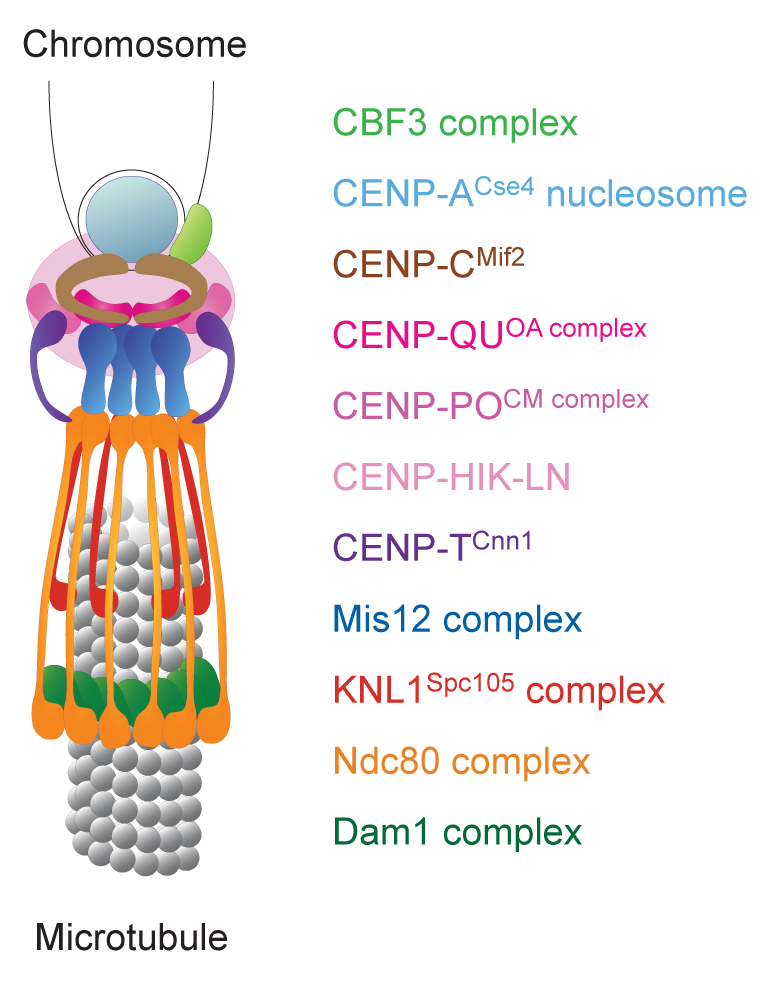 kinetochore structure