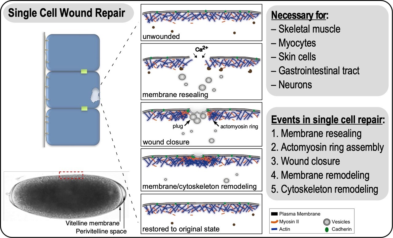 Cell Wound Repair