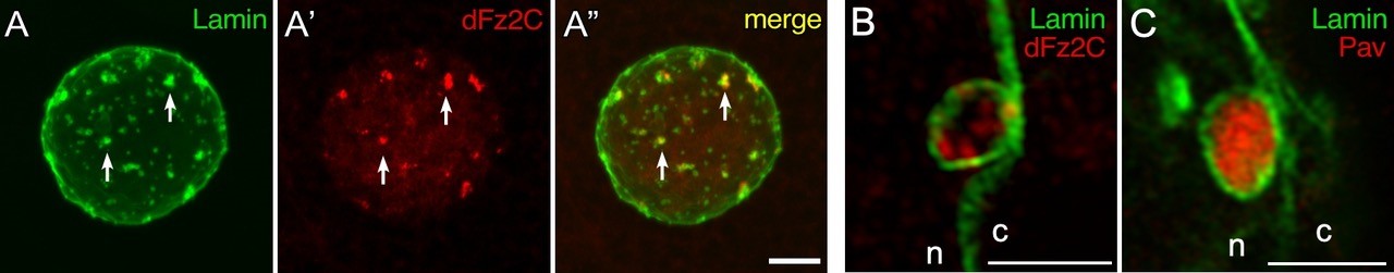 Nuclear Envelope Budding